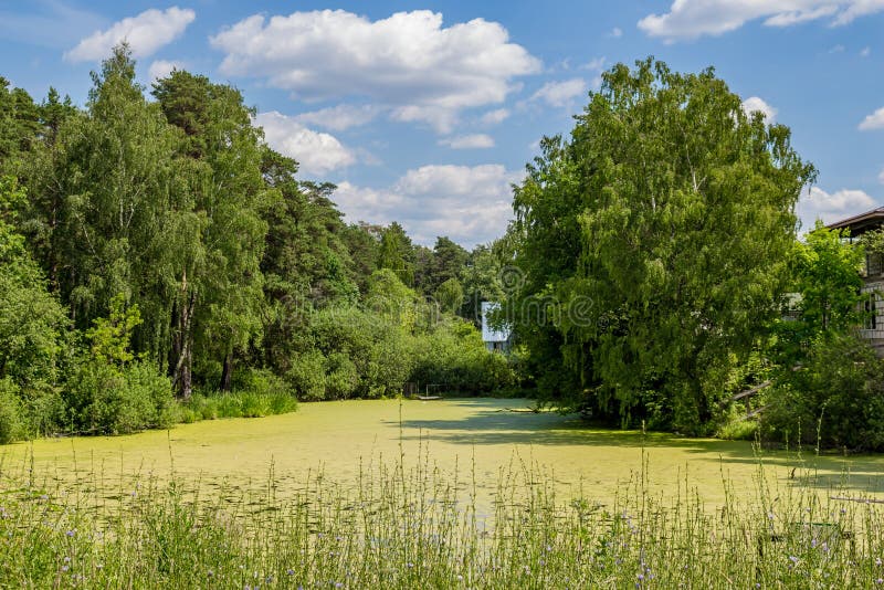 Overgrown Pond Covered with Green Algae Stock Image - Image of rural ...