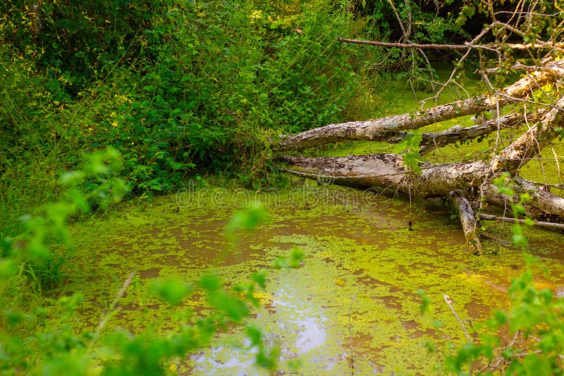 Overgrown Pond with Fallen Tree - Generated Using Ai Stock Image ...