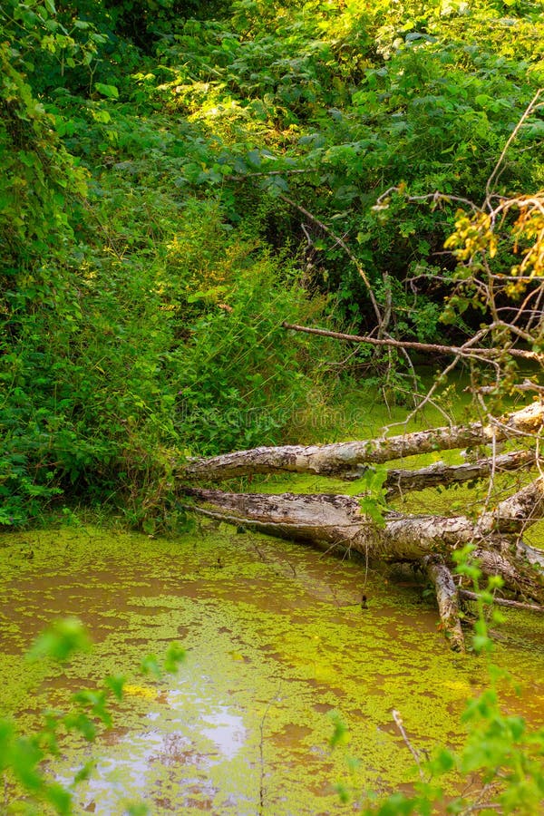 Overgrown Pond Fallen Tree Generated Using Ai Stock Photos - Free ...