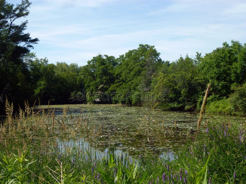 Overgrown Pond stock photo. Image of water, nature, lake - 152509982