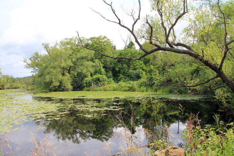 Overgrown Pond stock photo. Image of water, tree, overgrown - 136473188