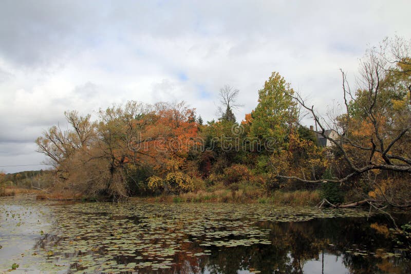 Overgrown Pond stock image. Image of landscape, outdoor - 136829753