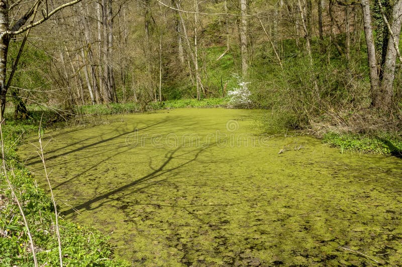Overgrown pond stock image. Image of riparian, overgrown - 218768517