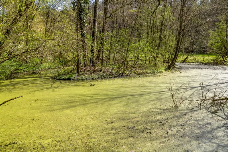 Overgrown pond stock image. Image of riparian, overgrown - 218768517