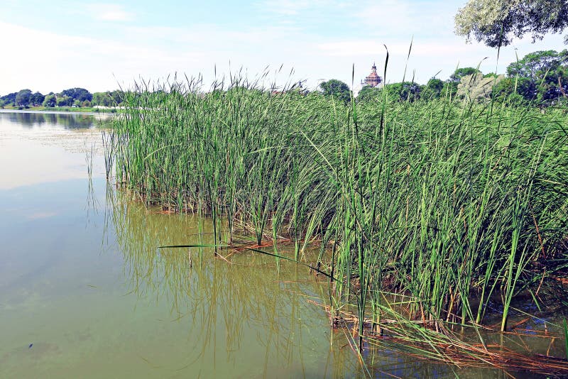 Plant reeds isolated stock photo. Image of brown, stalk - 34230846