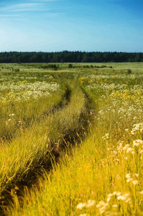 Field Overgrown Grass Winding Dirt Road Sunny Day Stock Photo - Image ...