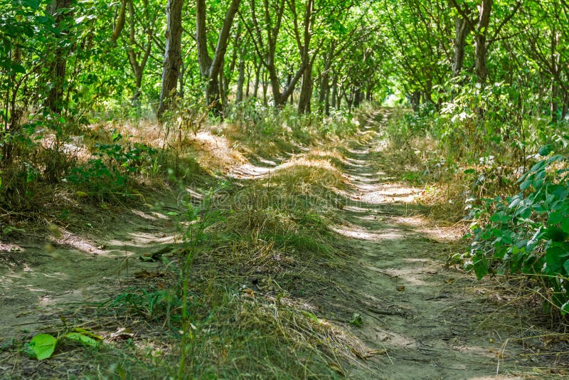 Overgrown Green Road is in a Long Perspective. Stock Image - Image of ...
