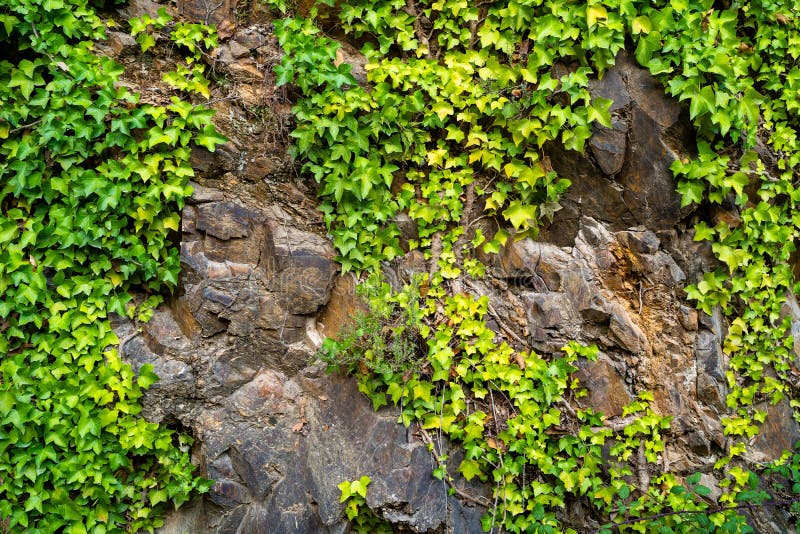 Overgrown Rock with Ivy Leaves Stock Photo - Image of wall, climb ...