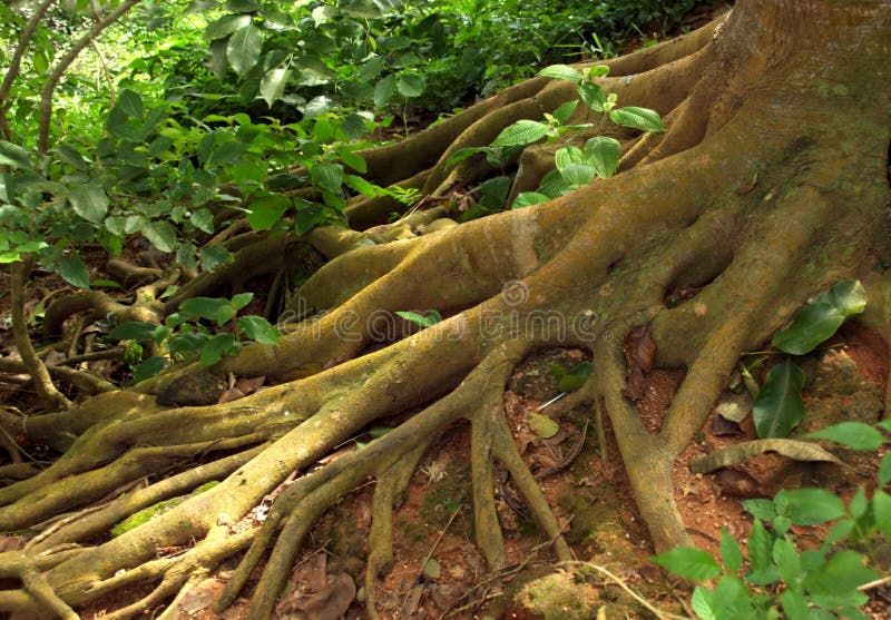Overgrown Roots Strangling a Tree in the Jungle Near Siem Reap ...