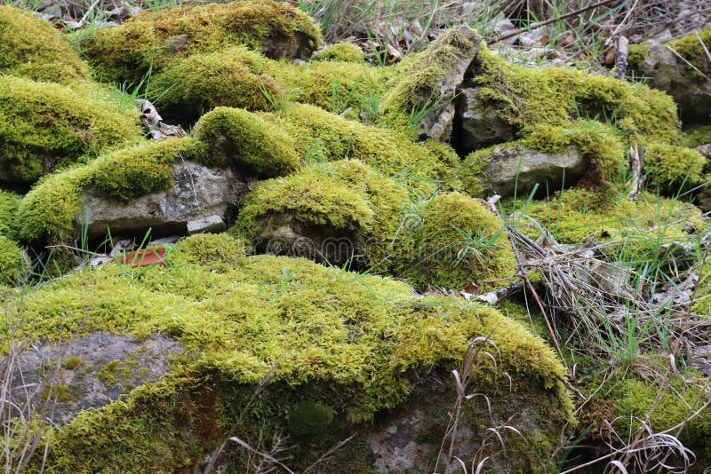 Overgrown Rubble stones stock photo. Image of natural - 273828658
