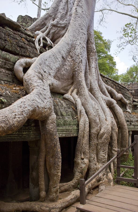 Overgrown Spung Tree stock photo. Image of archeology - 100370862