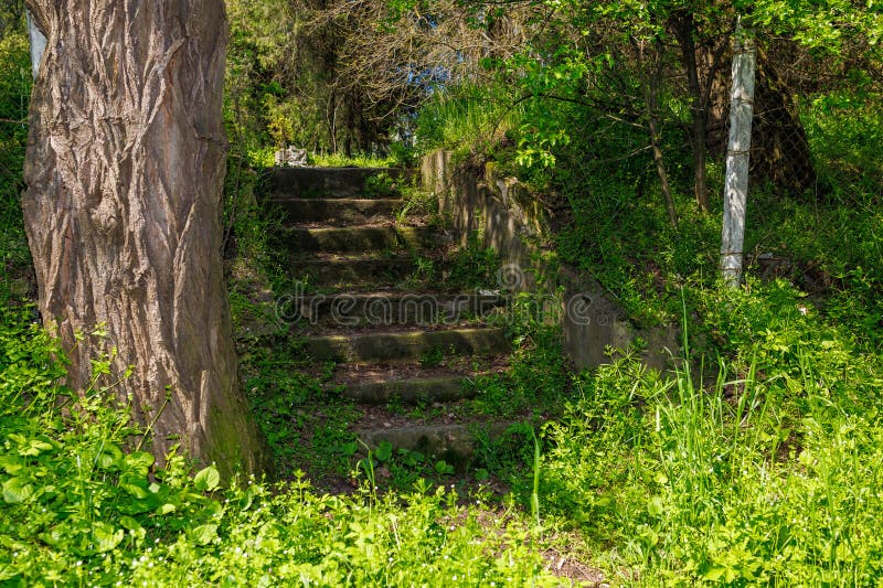 Overgrown Stone Staircase Amidst Lush Greenery in a Forested Area Stock ...