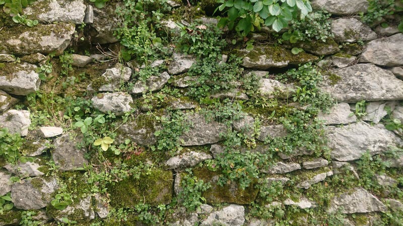 Overgrown stone fence pole stock image. Image of poles - 105314161