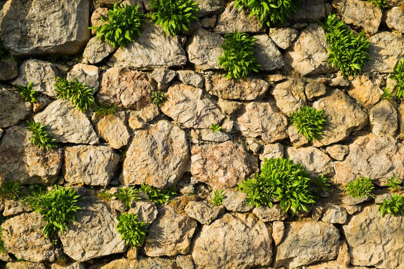 Overgrown stone wall stock image. Image of wall, background - 68522447