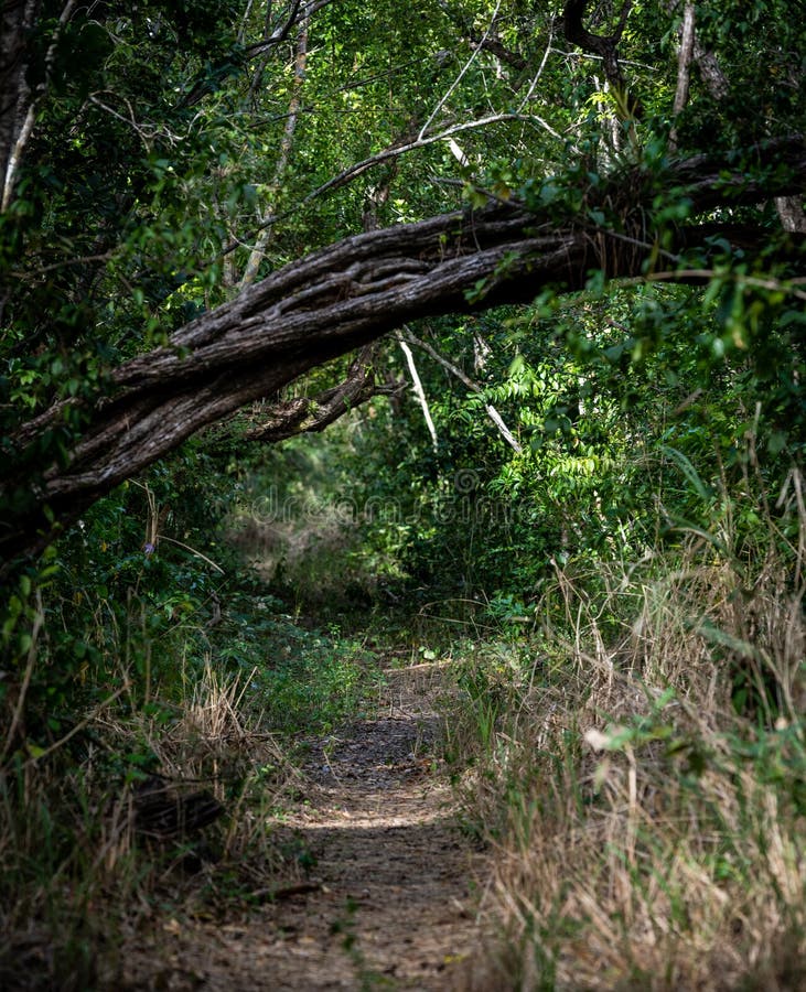 Overgrown Trail To Bear Lake in Everglades Stock Photo - Image of ...
