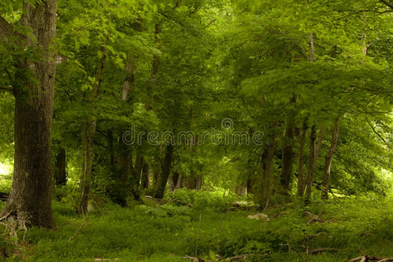 An Overgrown Trail in the Woods Stock Photo - Image of wilderness, path ...