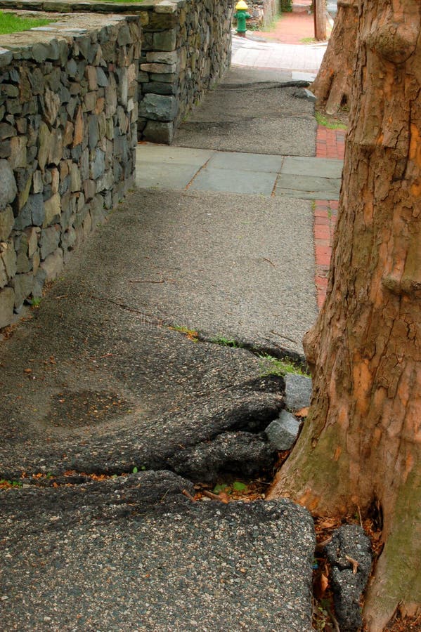 An Overgrown Tree Root System Breaks Up an Asphalt Sidewalk, Stock ...