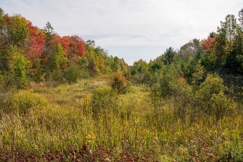 Overgrown Trees and Bald Latch Stock Image - Image of trees, path ...