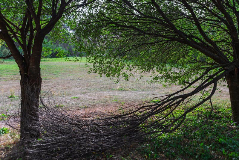 Overgrown Trees by Neglected Grassy Area Under the Bright Sunlight on a ...