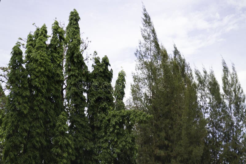 Overgrown with Various Trees Deciduous Stock Image - Image of nature ...