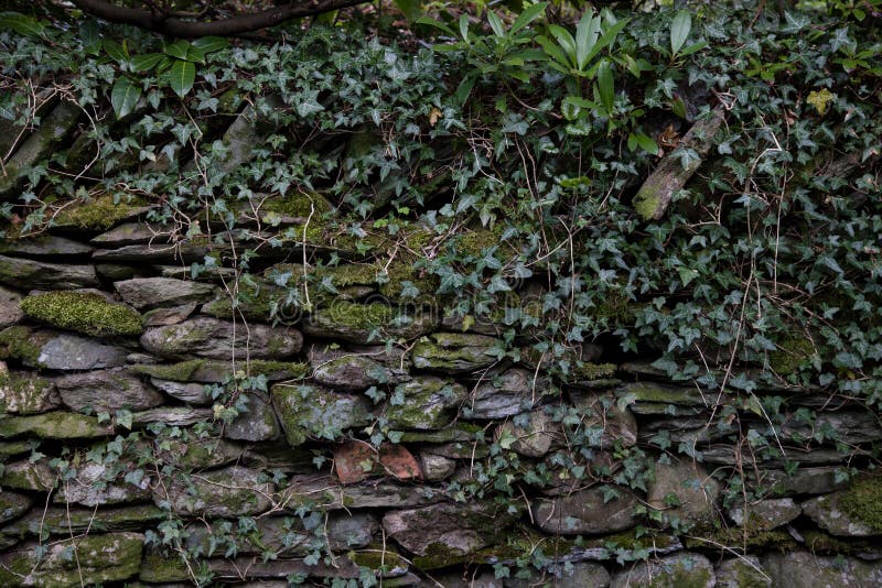 Overgrown wall stock photo. Image of weeds, landscape - 24289488