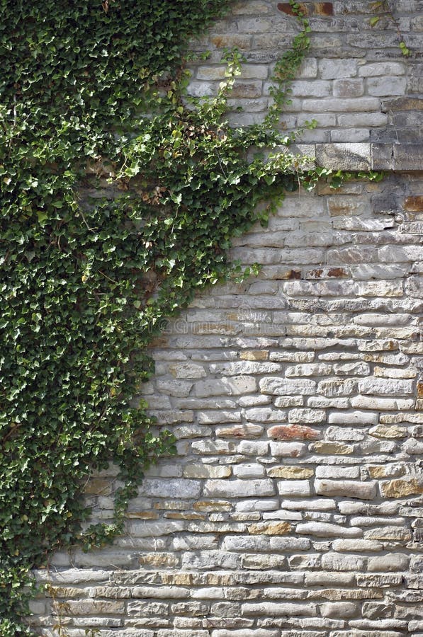 Overgrown wall stock photo. Image of helix, cover, pattern - 25961862