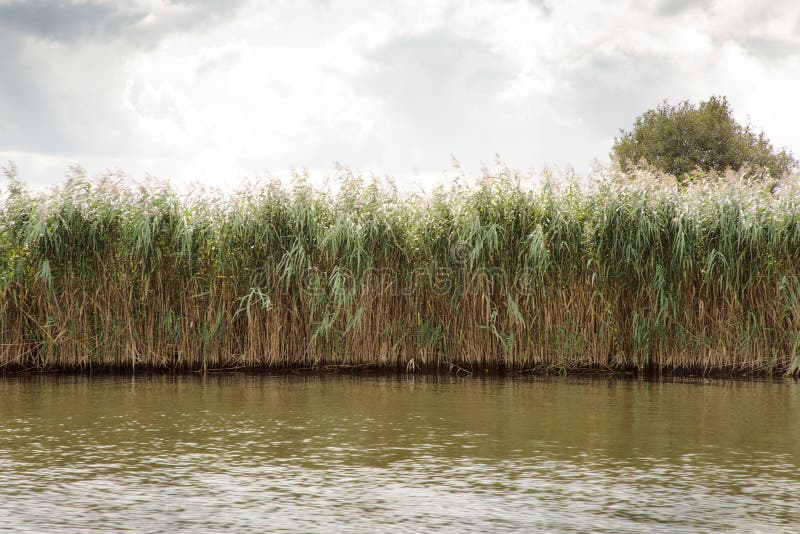 Overgrown weeds on a river stock image. Image of growth - 183889791