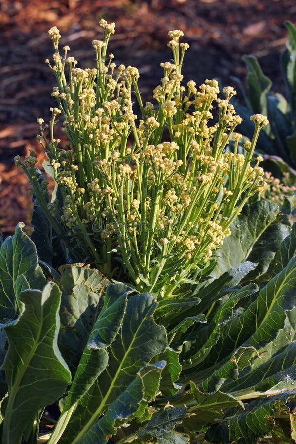 Overgrown White Cauliflower Flowers. Sprouting Flowerheads and Leaves ...
