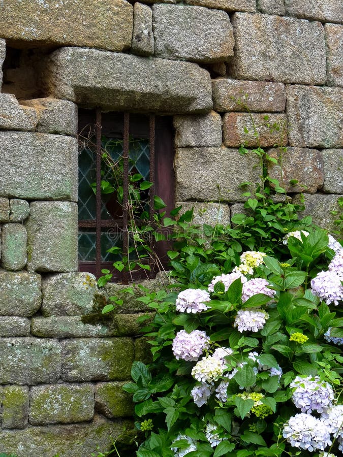 Overgrown window stock image. Image of flower, blooming - 80481959