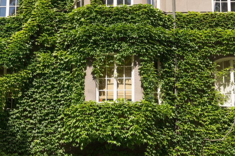 Overgrown Windows with Ivy Background Stock Photo - Image of vine ...