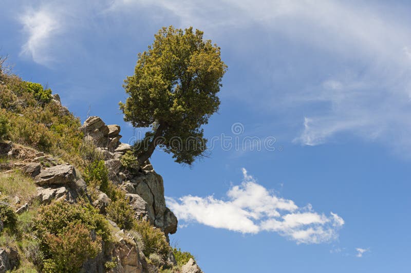 Overhangende boom op rots stock foto. Image of rots, niemand - 20928486