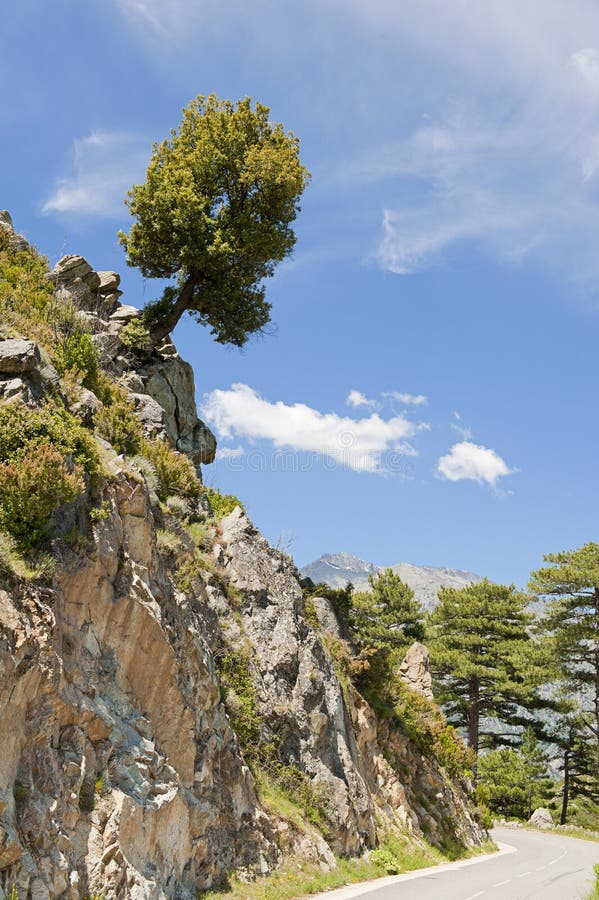 Overhangende Boom Op Rots Boven De Weg Stock Foto - Image of ...