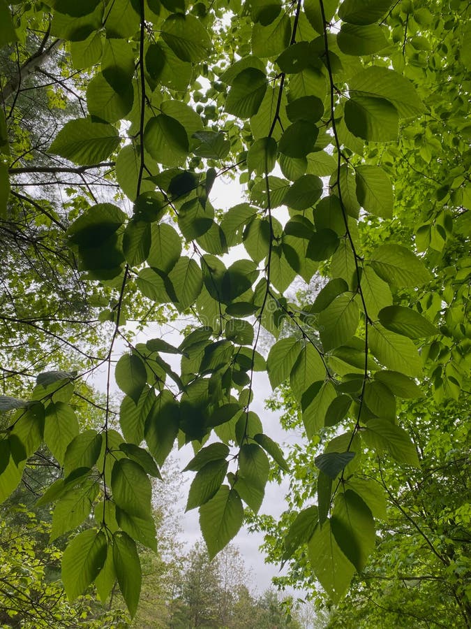Overhanging Branches Creating Shadows on Leaves Under a Tree Stock ...