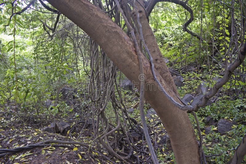 Overhanging Tree Branches in a Garden Stock Image - Image of natural ...