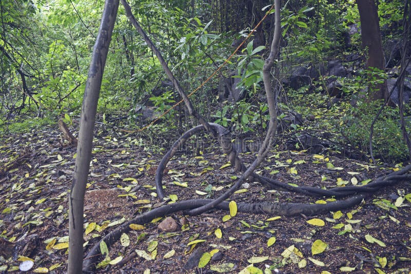 Overhanging Tree Branches in a Garden Stock Image - Image of branch ...