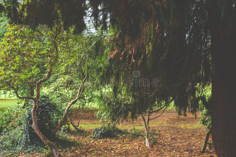 Overhanging Tree Branches Shade an Autumnal Park Scene Stock Image ...