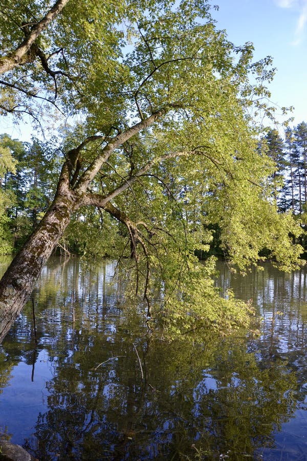 Overhanging Tree Casting Reflections on Water at Sulphur Spring Stock ...