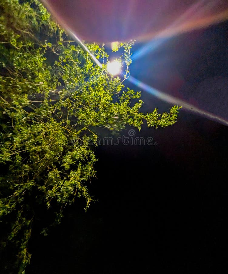 An Overhanging Willow Tree that Can Cause Issues Such As Boundary ...