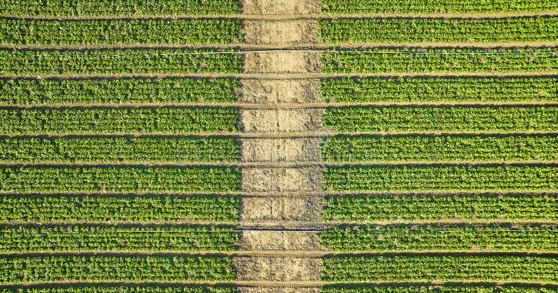 Overhead Aerial of Strawberry Plants in Several Long Horizontal Rows ...