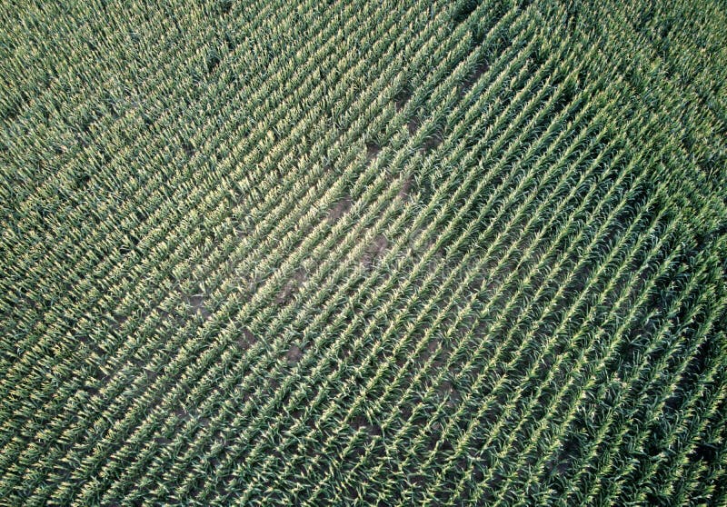 An Overhead Aerial View of a Corn Field in the Summer. Stock Photo ...