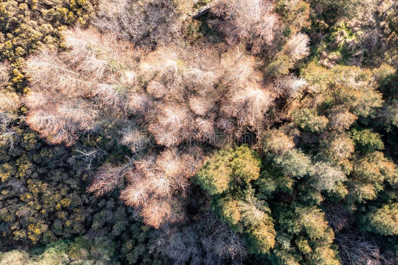 Overhead Aerial View of Natural Forest in a Peat Bog Stock Photo ...