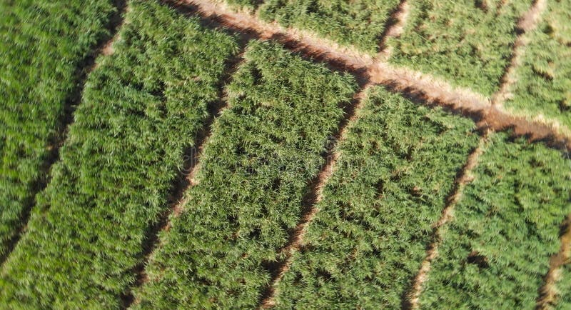 Overhead Aerial View of Sugar Canes in Mauritius Stock Image - Image of ...