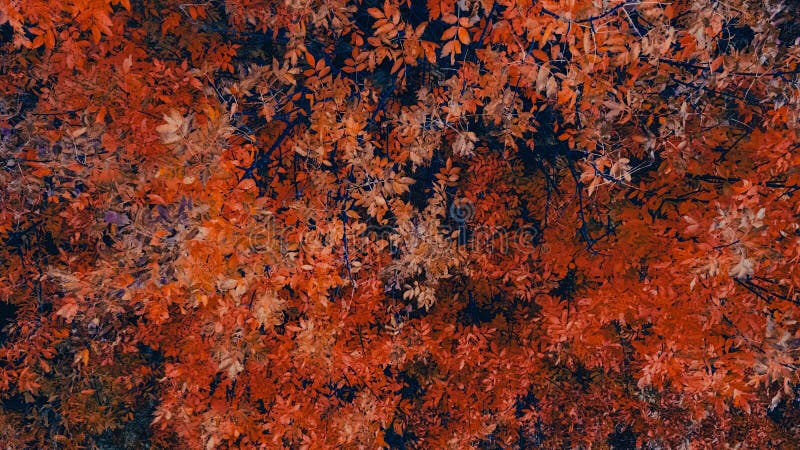 Overhead of Autumn Branches with Red and Orange Leaves Stock Photo ...