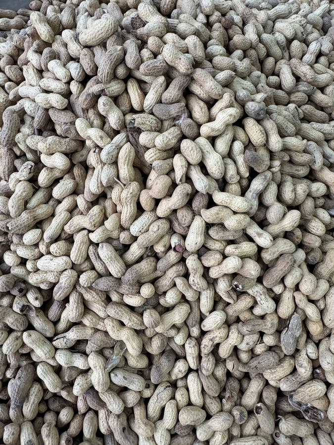 Large Pile of Raw in-Shell Peanuts Stock Photo - Image of harvest, fats ...