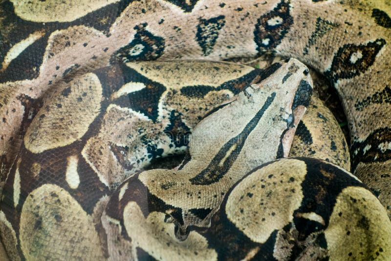 Overhead Close-up Shot of a Coiled Huge Boa Constrictor. Stock Photo ...
