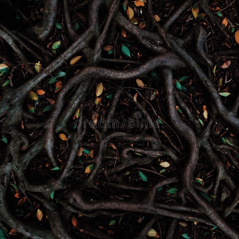 Overhead Closeup Shot of Tree Roots and Branches with Leaves Stock ...