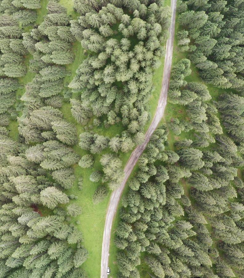 Overhead Downward Aerial View of Forest Trees Stock Photo - Image of ...