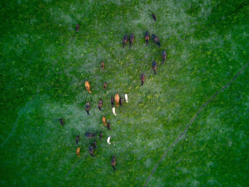 Overhead Drone Aerial View of Cattle Grazing in a Field Stock Image ...
