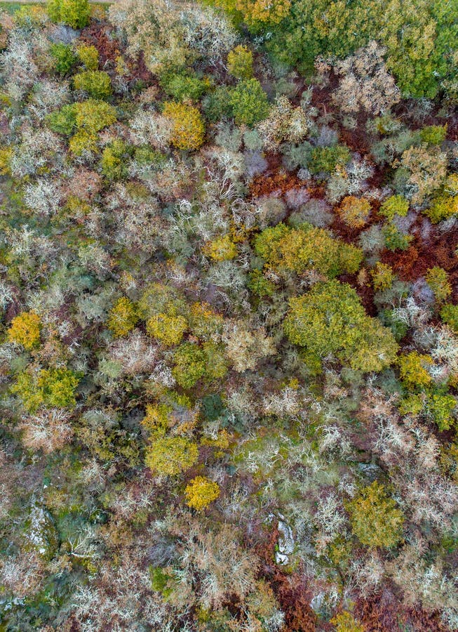 Overhead Drone Aerial View of a Deciduous Forest in Fall Stock Image ...