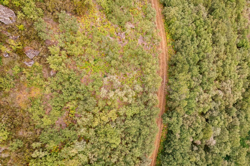 Overhead Drone Aerial View of a Forest Dirt Track in a Pine Forest ...